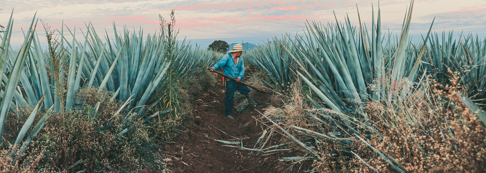 Our Craft – Casa Azul Orgánico Tequila